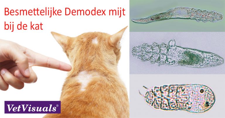 Besmettelijke Demodex mijt bij de kat - VetVisuals® Shop