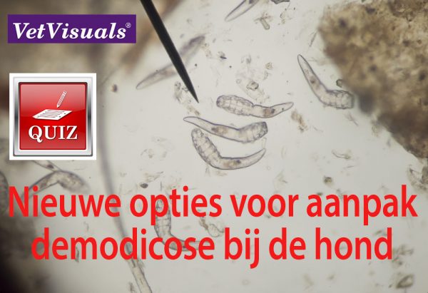 Nieuwe opties voor aanpak demodicose bij de hond - VetVisuals® Shop