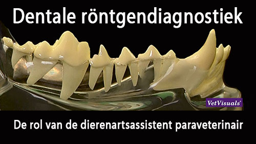 Dentale röntgendiagnostiek - VetVisuals® Shop