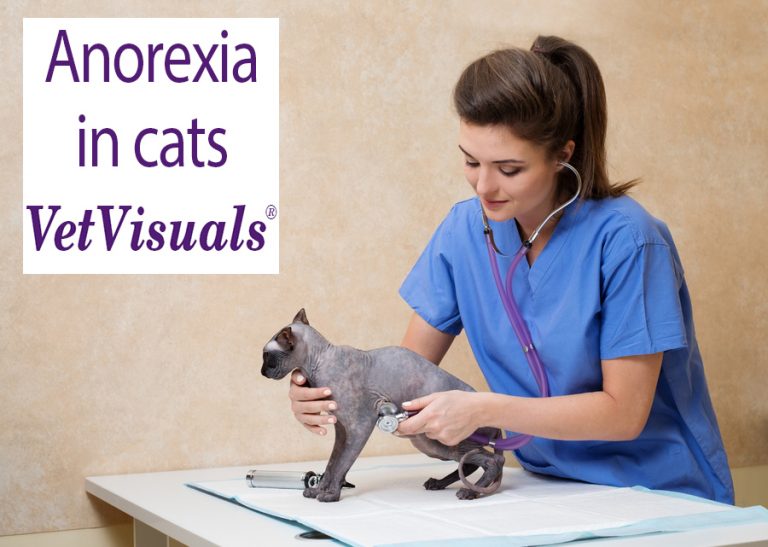 Anorexia in cats - VetVisuals® Shop