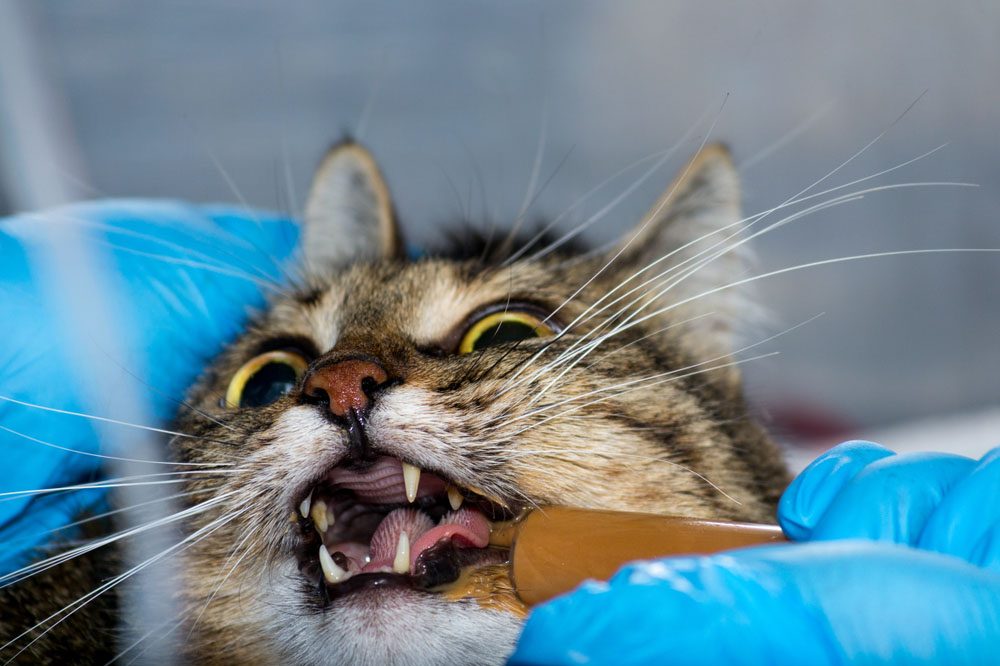 Anorexia in cats - VetVisuals® Shop