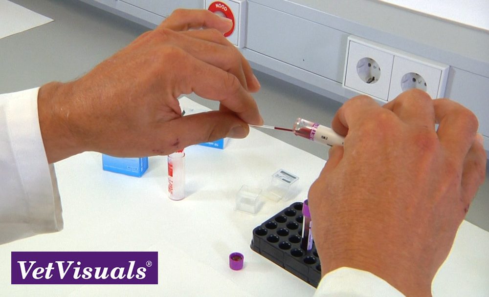 Benigne prostaat hyperplasie bij de hond - VetVisuals® Shop