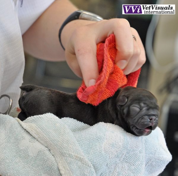 Do’s en don’ts bij anesthesie voor keizersnede hond en kat - VetVisuals ...